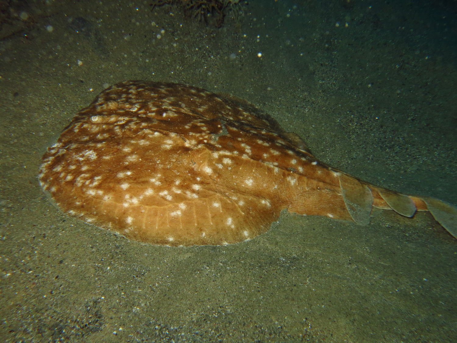 Immer wieder Ägypten: Urlaub im Utopia Beach Resort | Der Taucherblog